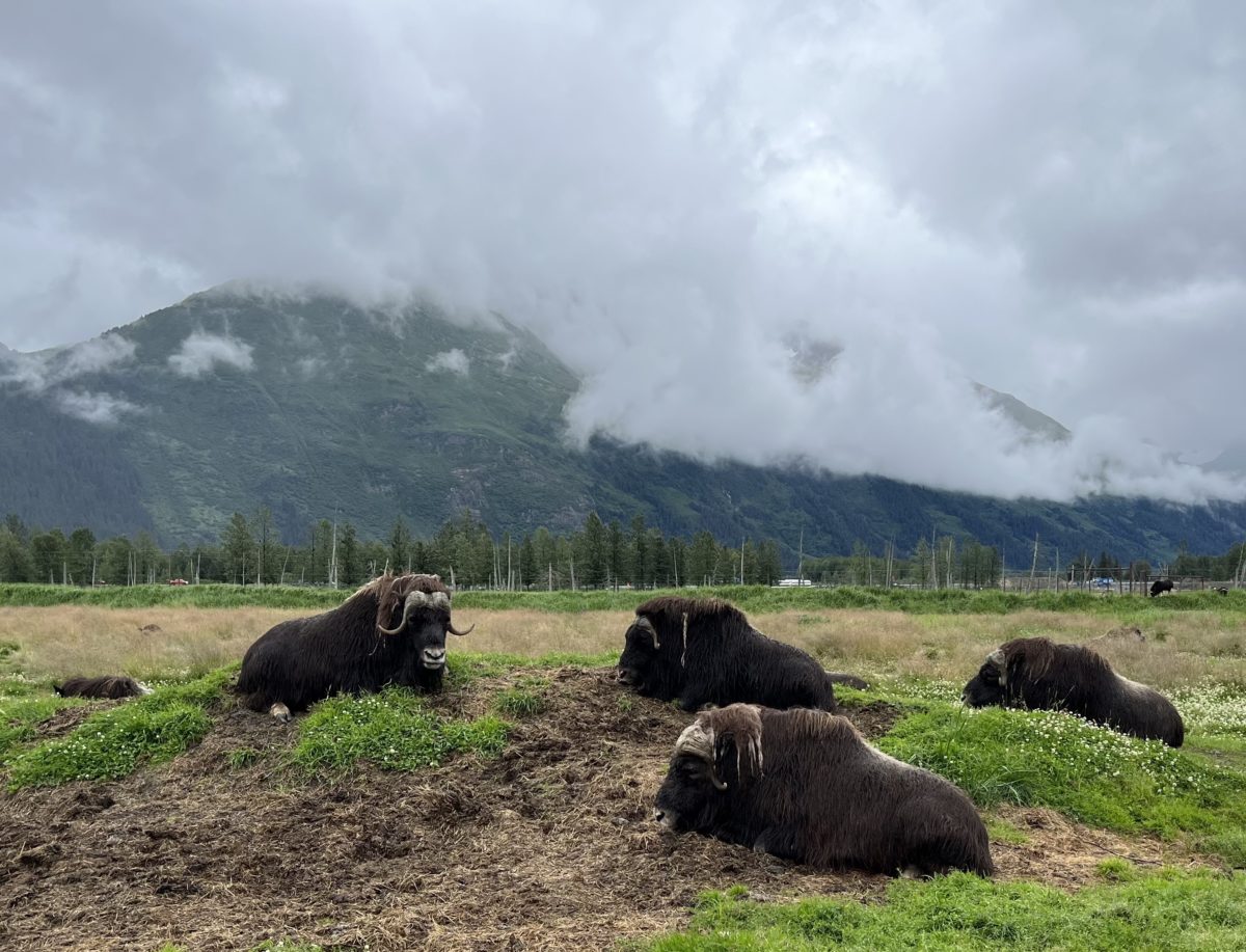 Alaska Chill PRESS - Westfair Communications