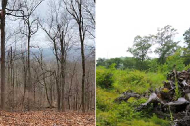 LAND FOREVER PRESERVED - Westfair Communications