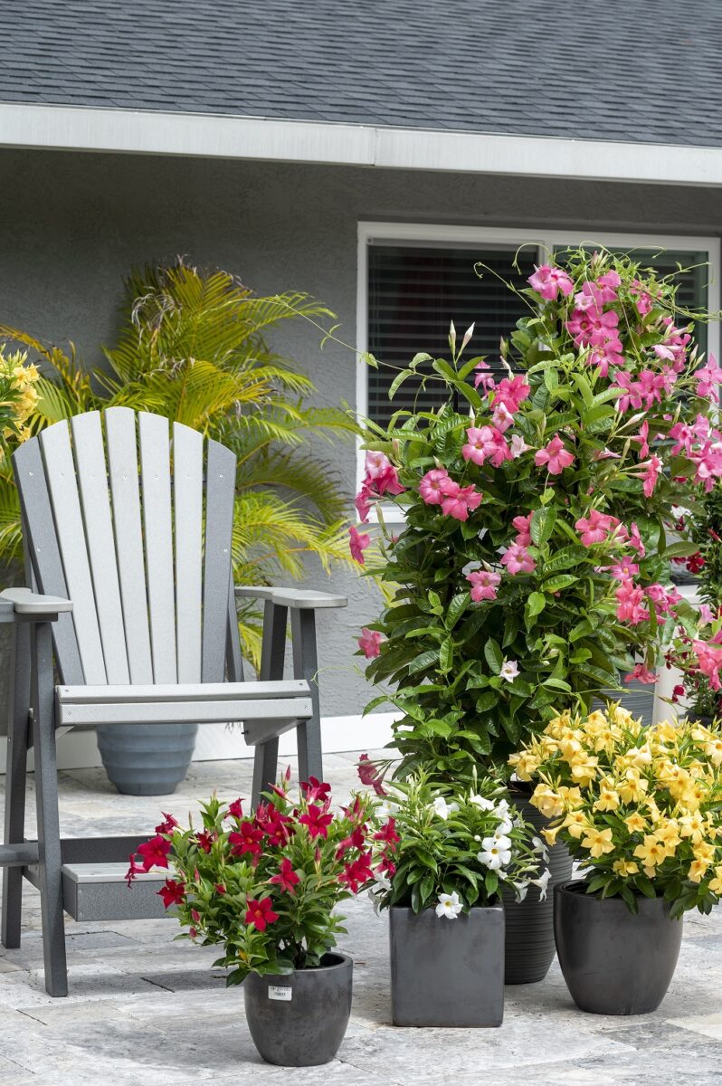 Sun Parasol Mandevillas photo credit Suntory Flowers - Westfair ...